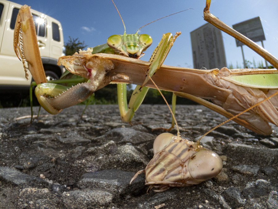 Winners of the 2022 Close-Up Photographer of the Year - The Atlantic