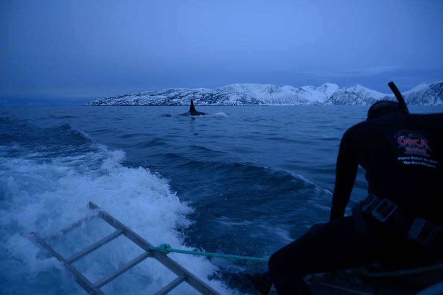 Photos: Swimming With Orcas in Norway - The Atlantic