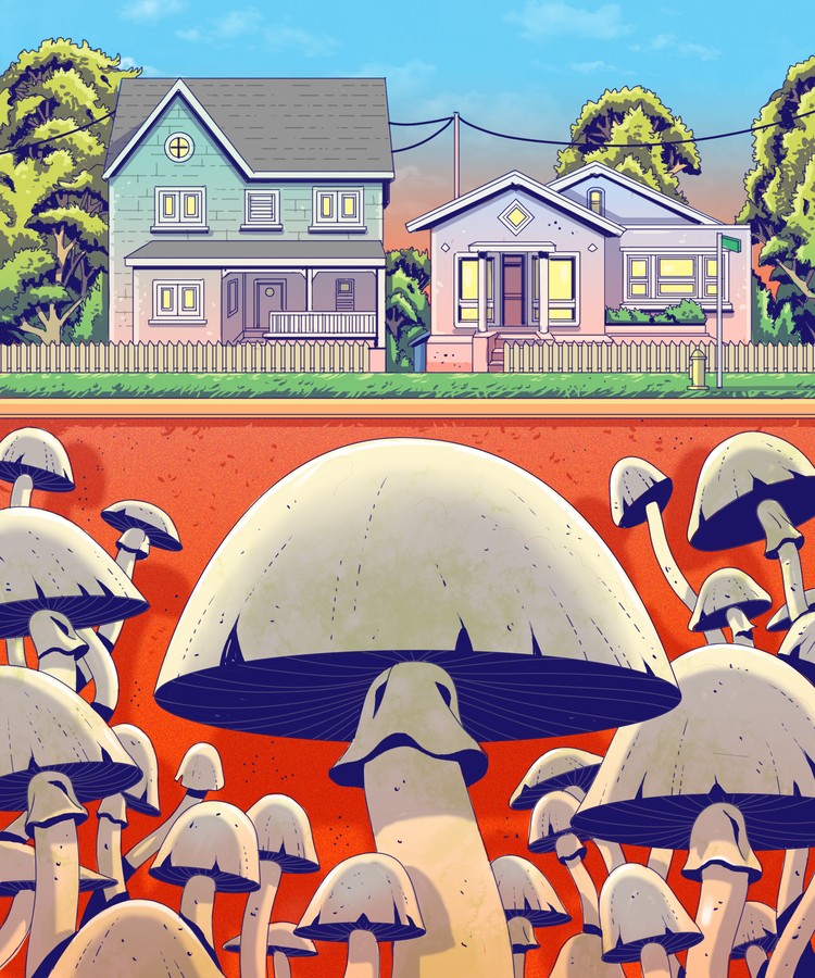 What Is the Most Poisonous Mushroom? - The Atlantic