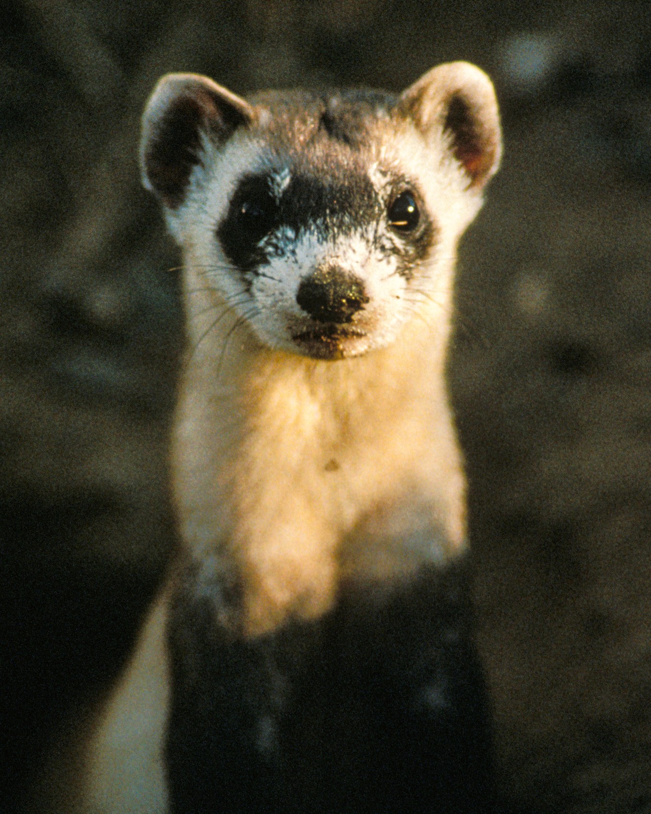 How Long Should a Species Stay on Life Support? - The Atlantic