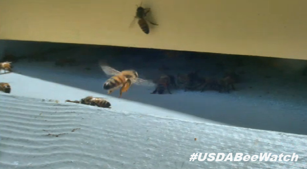 The USDA's Bee Hive Cam Is the Least Cute Animal Cam Around - The Atlantic