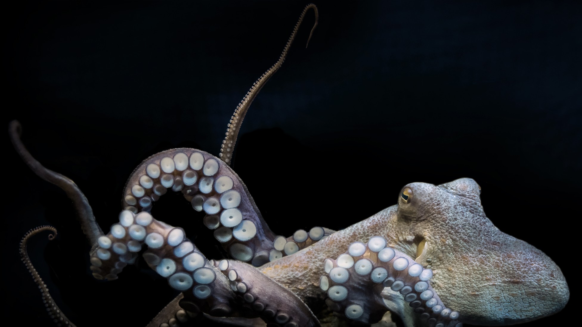 Can an Octopus Befriend a Human? - The Atlantic