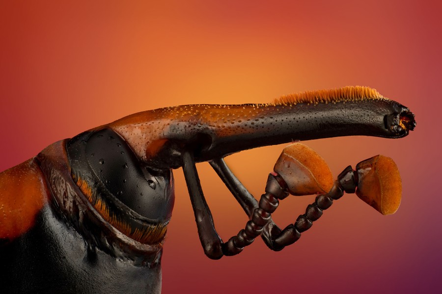 microscopic photography