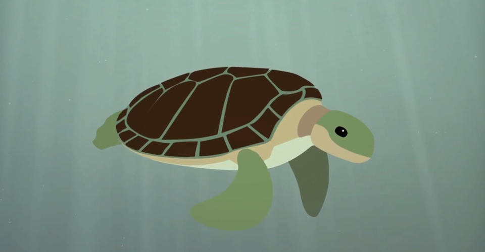 Fauna: Why Sea Turtles Are Miraculous - The Atlantic