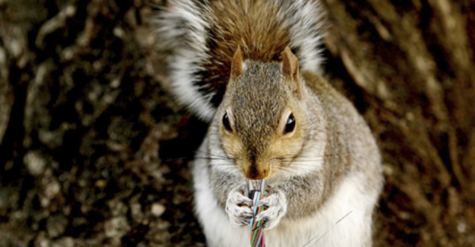 The Quiet War Squirrels Are Waging on U.S. Stock Exchanges - The Atlantic