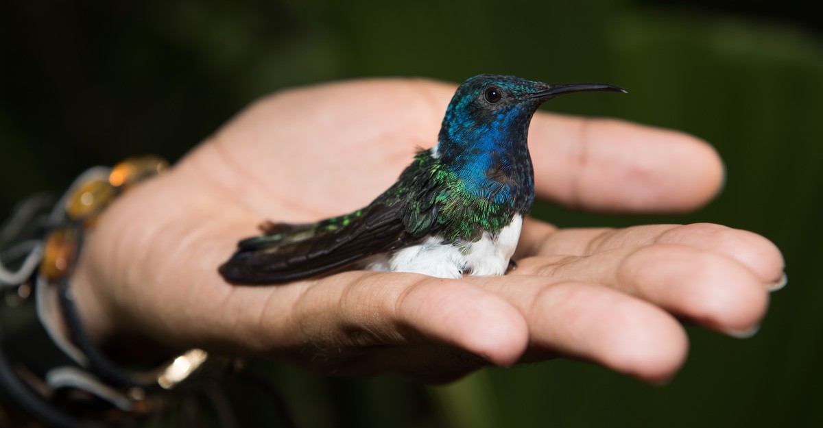 How Female Hummingbirds Thwart Male Harassers - The Atlantic