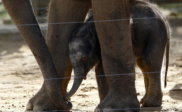 All Stories by Indre Viskontas - The Atlantic