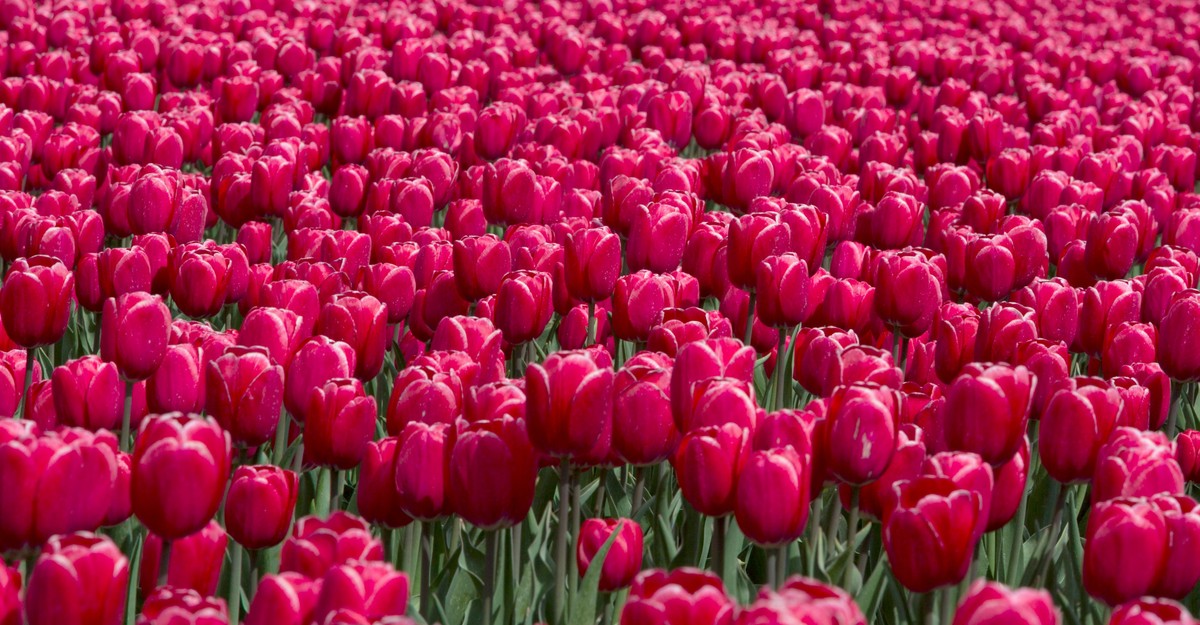 The Awful Pinkness of Period Apps - The Atlantic