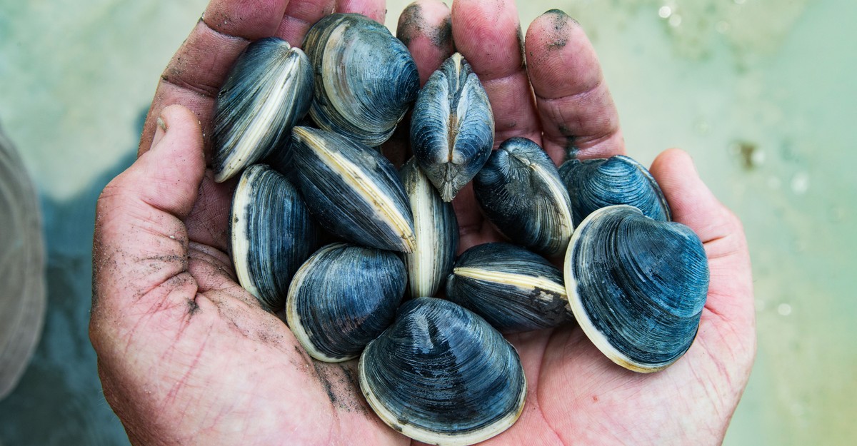 The Path to Less-Acidic Oceans Starts With Dead Clams? - The Atlantic