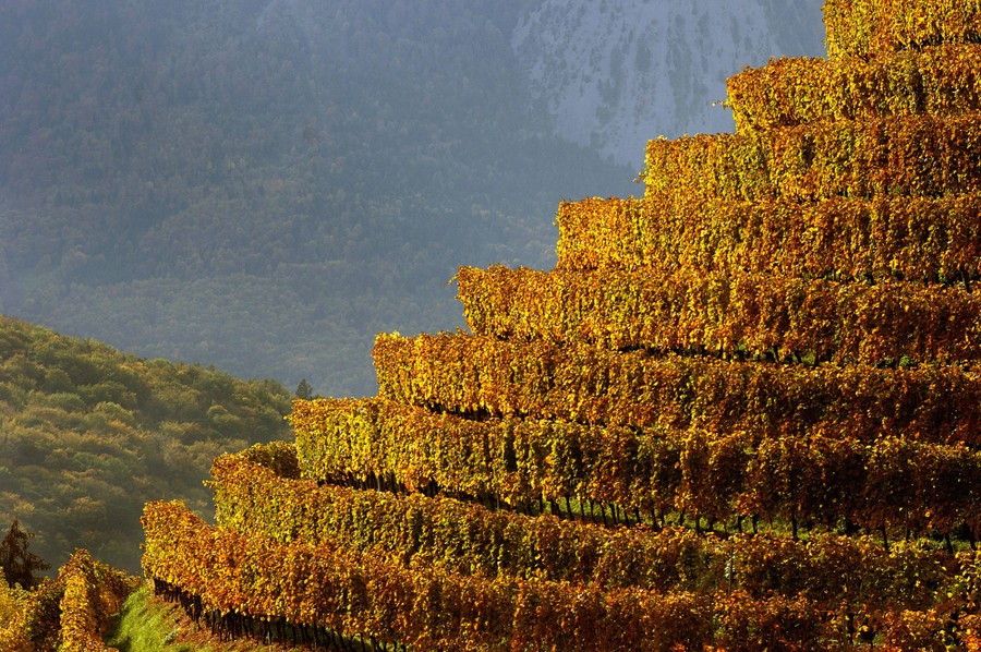 The Beauty of Terraced Fields - The Atlantic
