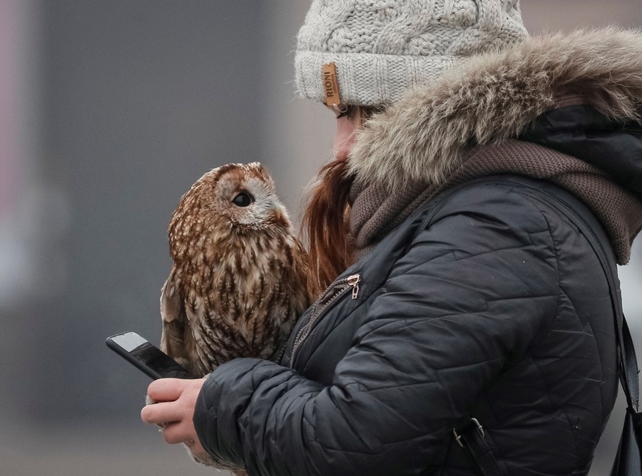 Photos: Superb Owl Sunday IV - The Atlantic