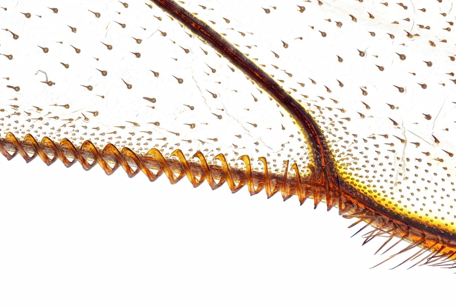 Photographing the Microscopic: Winners of Nikon Small World 2020 - The ...