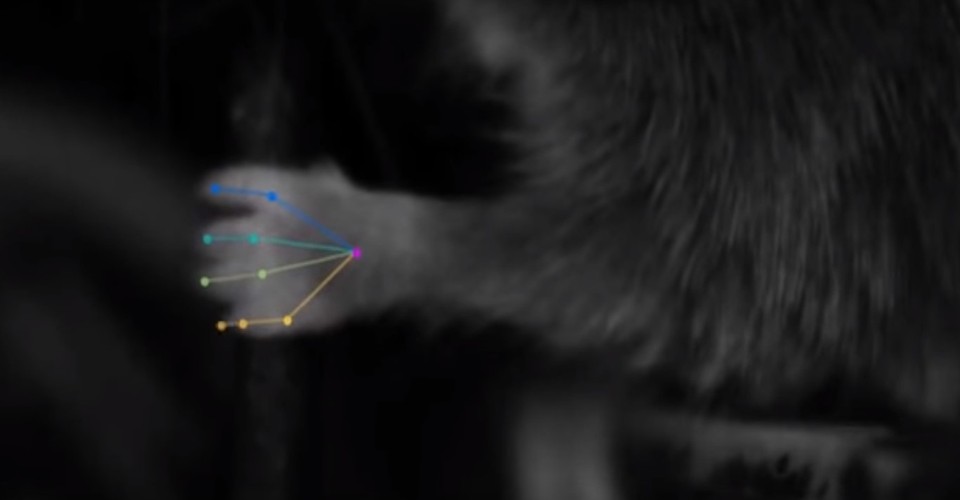 DeepLabCut: A Game-Changing Tool for Tracking Animal Movements - The ...