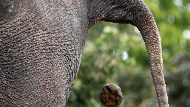 The Role of Animal Poop in the Earth's Nutrient Cycle - The Atlantic