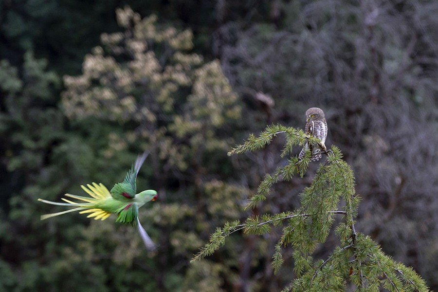 Photos: Superb Owl Sunday IV - The Atlantic