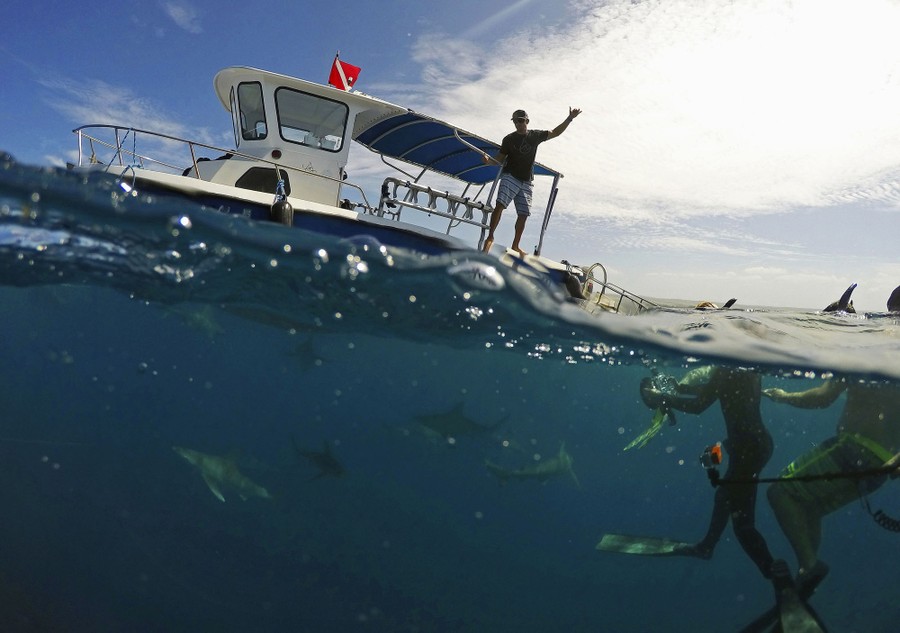 A Look Into the Wondrous Lives of Sharks - The Atlantic