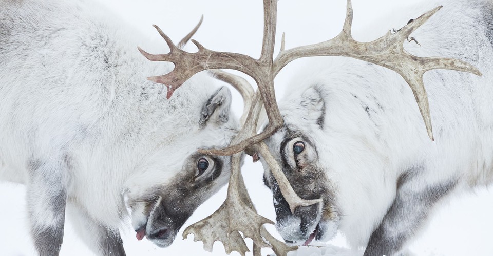 Winners of Wildlife Photographer of the Year 2021 - The Atlantic