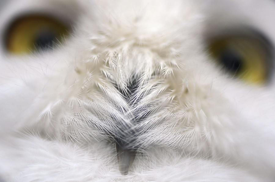 Photos: Superb Owl Sunday III - The Atlantic