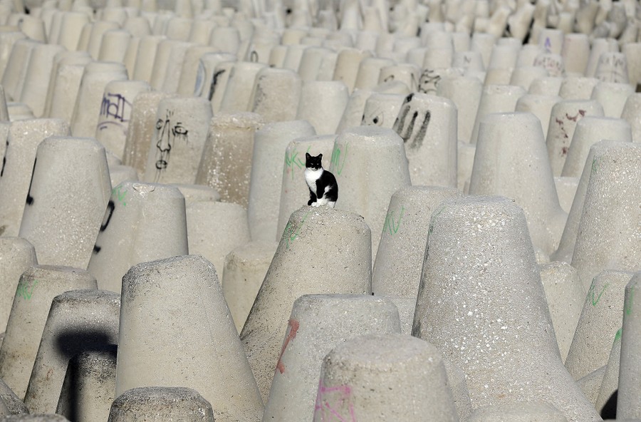 Photos of the Week: Transport Mishaps, Epiphany Blessings, Bull Taming ...