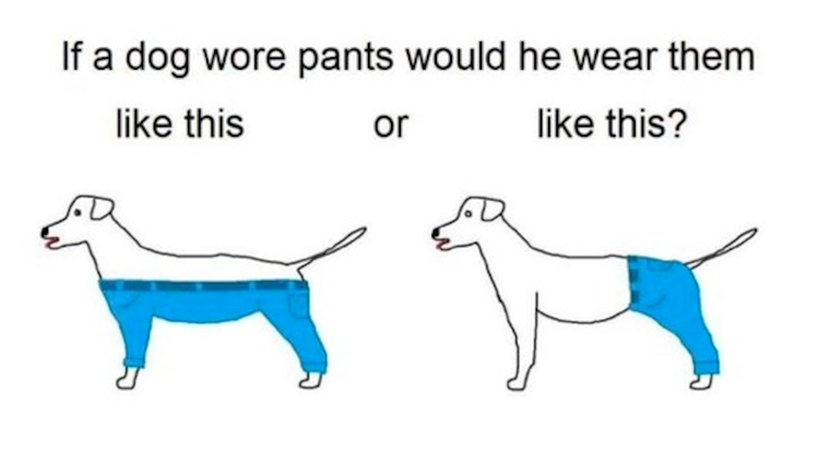 Dog Pants Should Have Four Legs: An Argument From Linguistics - The ...