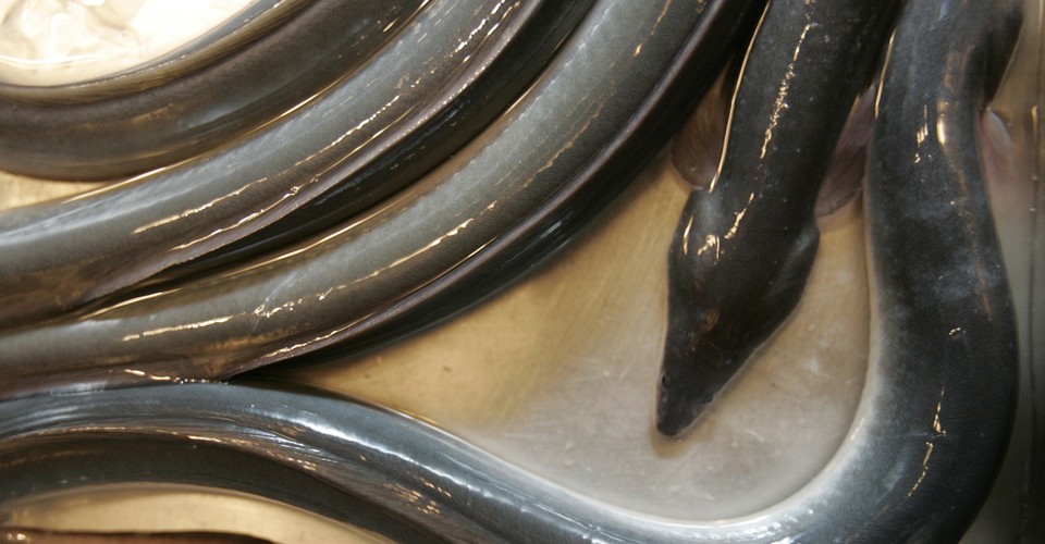Endangered Japanese Eels Threaten a Centuries-Old Tradition - The Atlantic