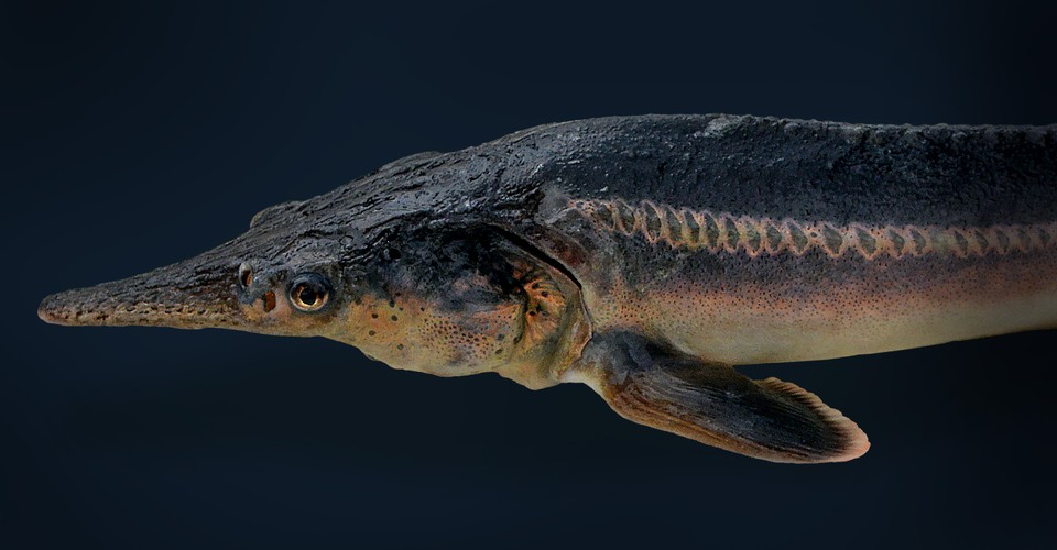 The Accidental Creation of a Hybrid Fish - The Atlantic