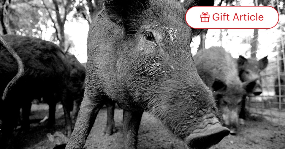 what will kill wild hogs