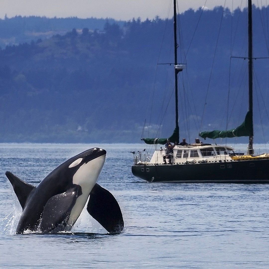 Baby Orcas In The Wild