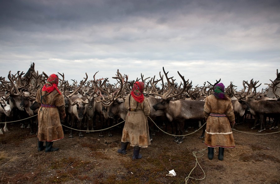 The Nenets of Siberia - The Atlantic