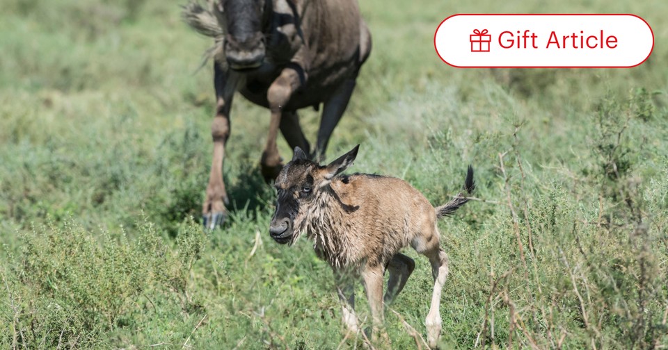 what animals can walk when born