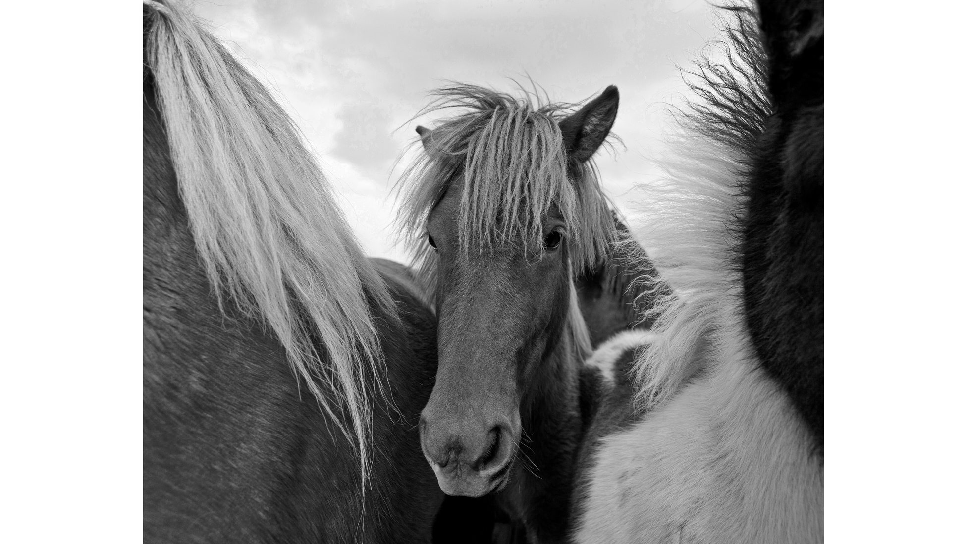 Daniel Halpern: ‘Ponies’ - The Atlantic