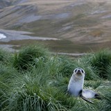 Sean Mowbray, The Atlantic