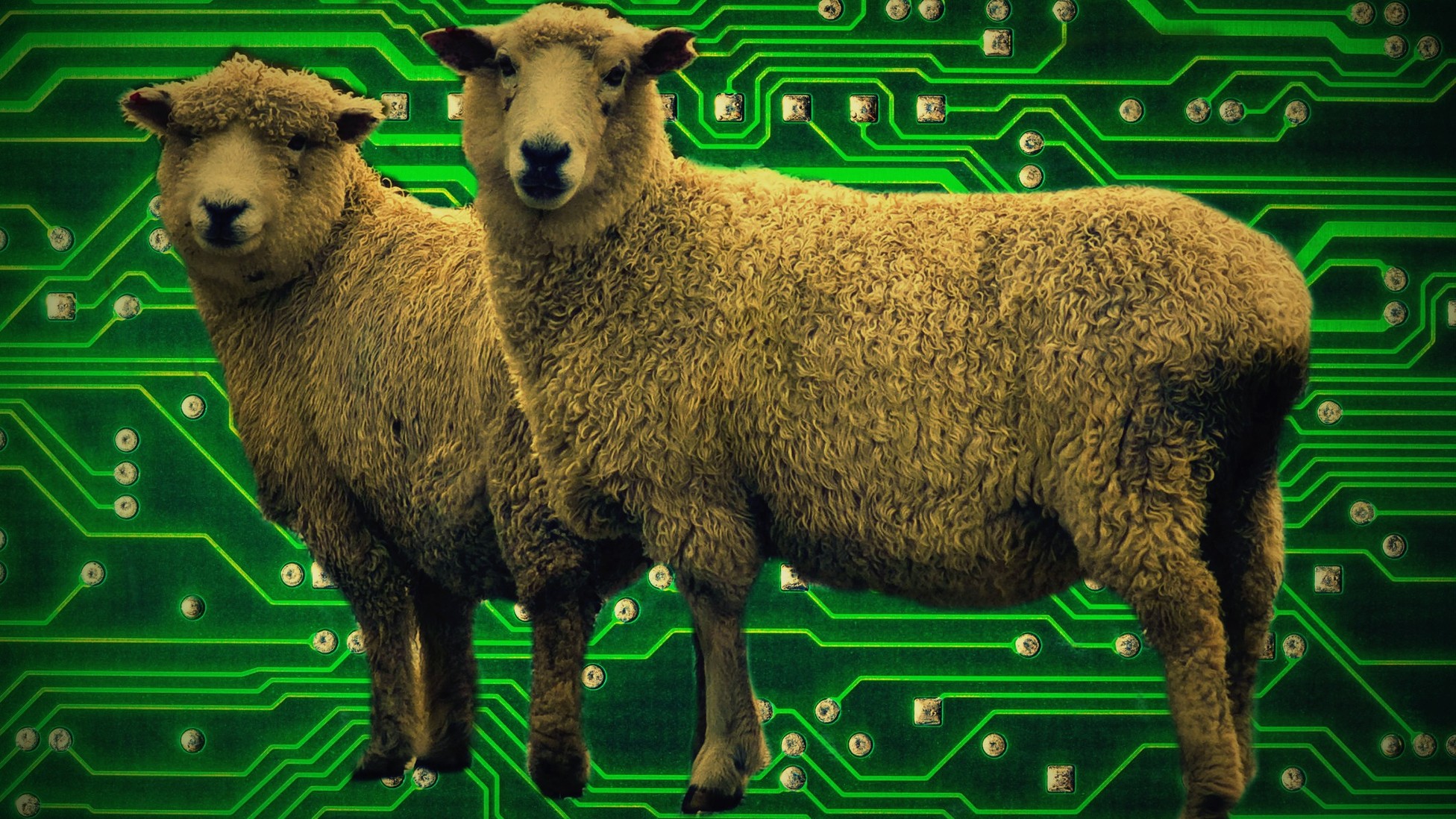 Internet-Connected Sheep and the New Roaming Wireless - The Atlantic