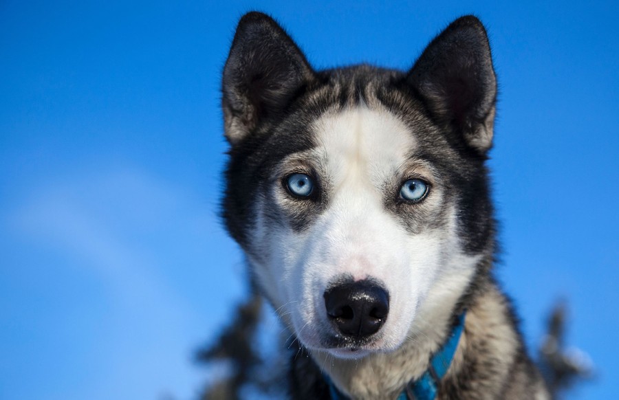 150 Years Ago Today, the U.S. Bought Alaska From Russia for $7.2 ...