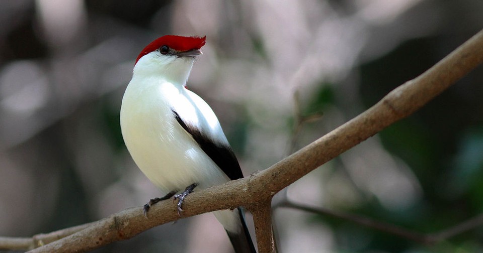 How Beauty Evolves - The Atlantic