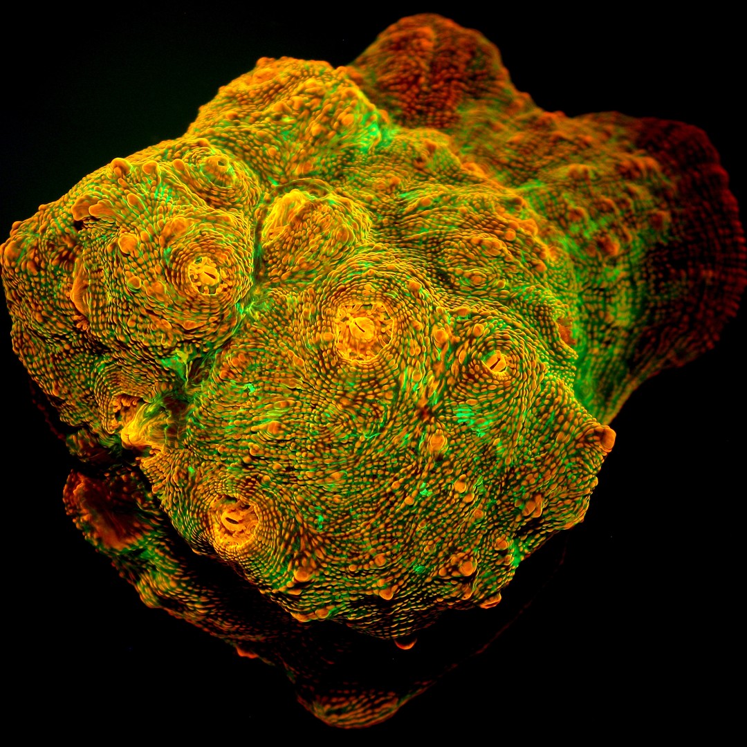 do corals need red light