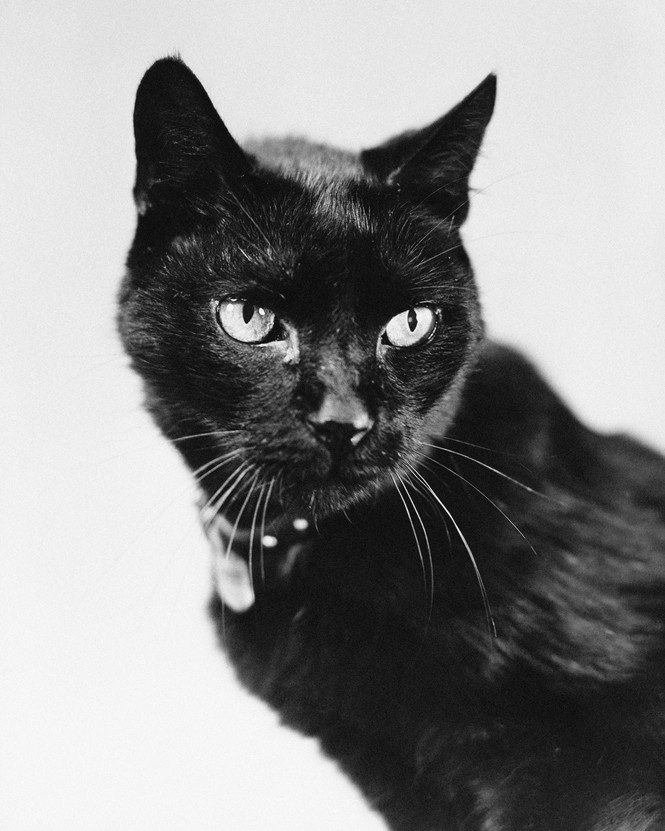 Modern Cats - The Atlantic