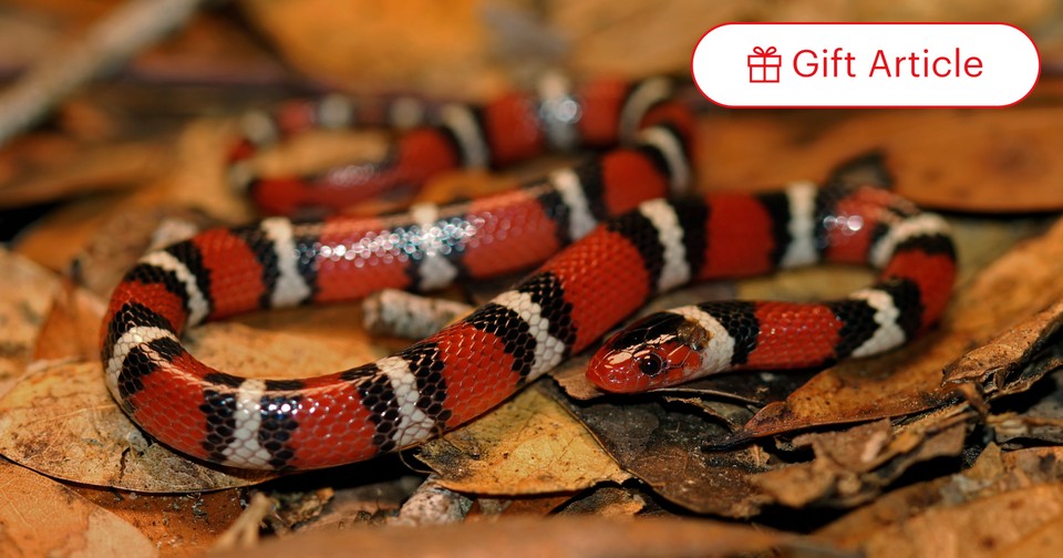 king snake bite human