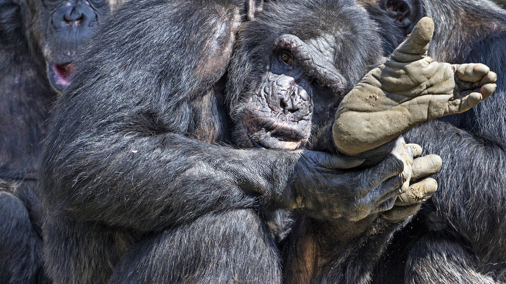 A Strange Type of Anthrax Is Killing Chimpanzees - The Atlantic