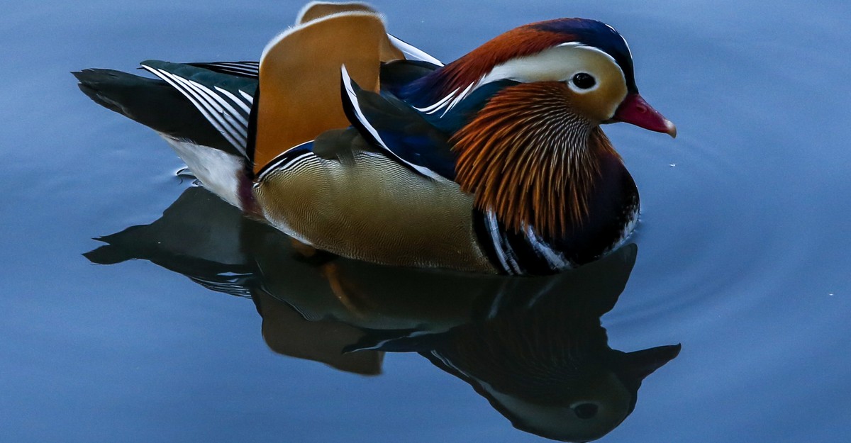 Central Park's Mandarin Duck Speaks - The Atlantic
