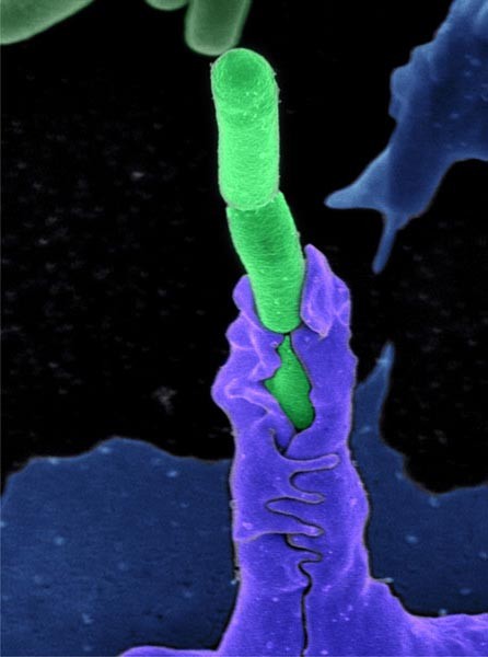 Life Magnified: The Alien Familiarity of the Cellular World - The Atlantic