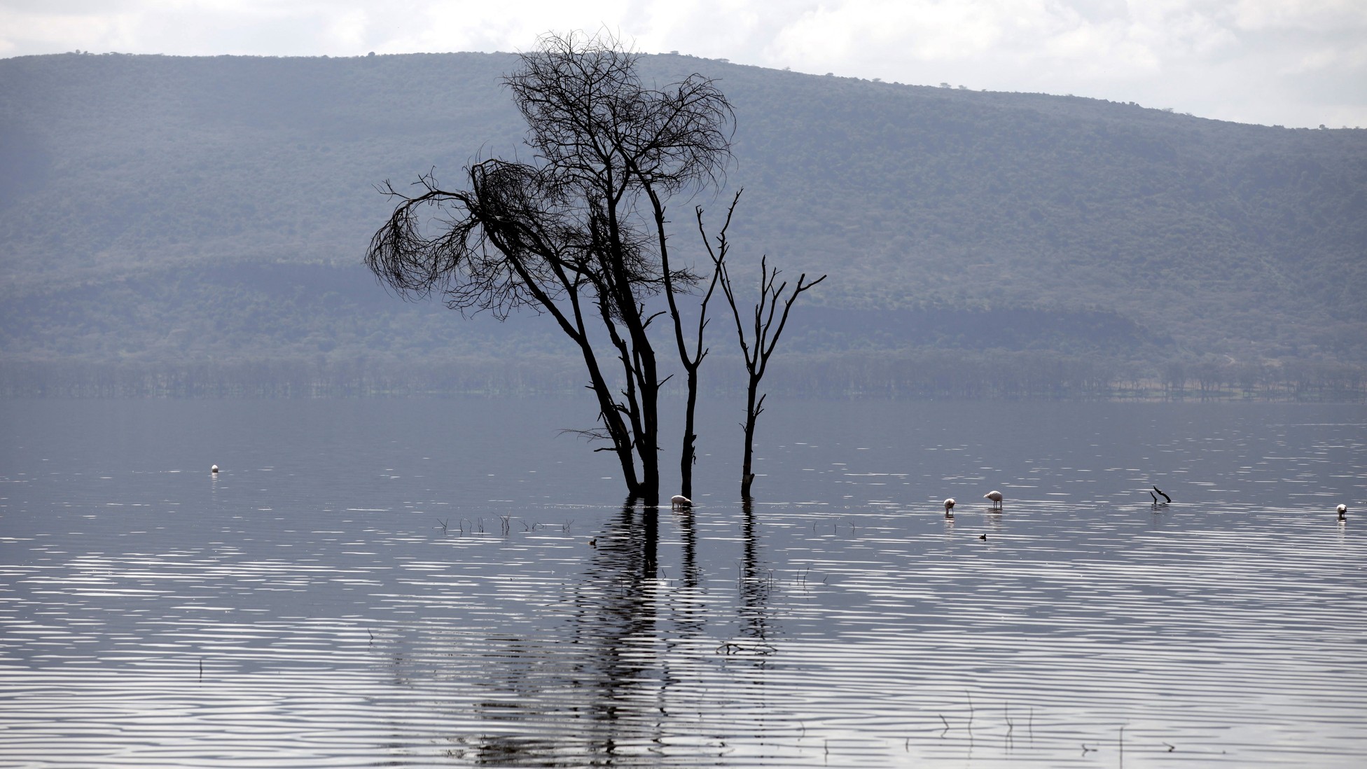 Subtle Horror in Atwood’s ‘This Is a Photograph of Me’ - The Atlantic