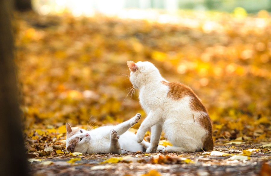 Fall Is in the Air: Images of the Season - The Atlantic