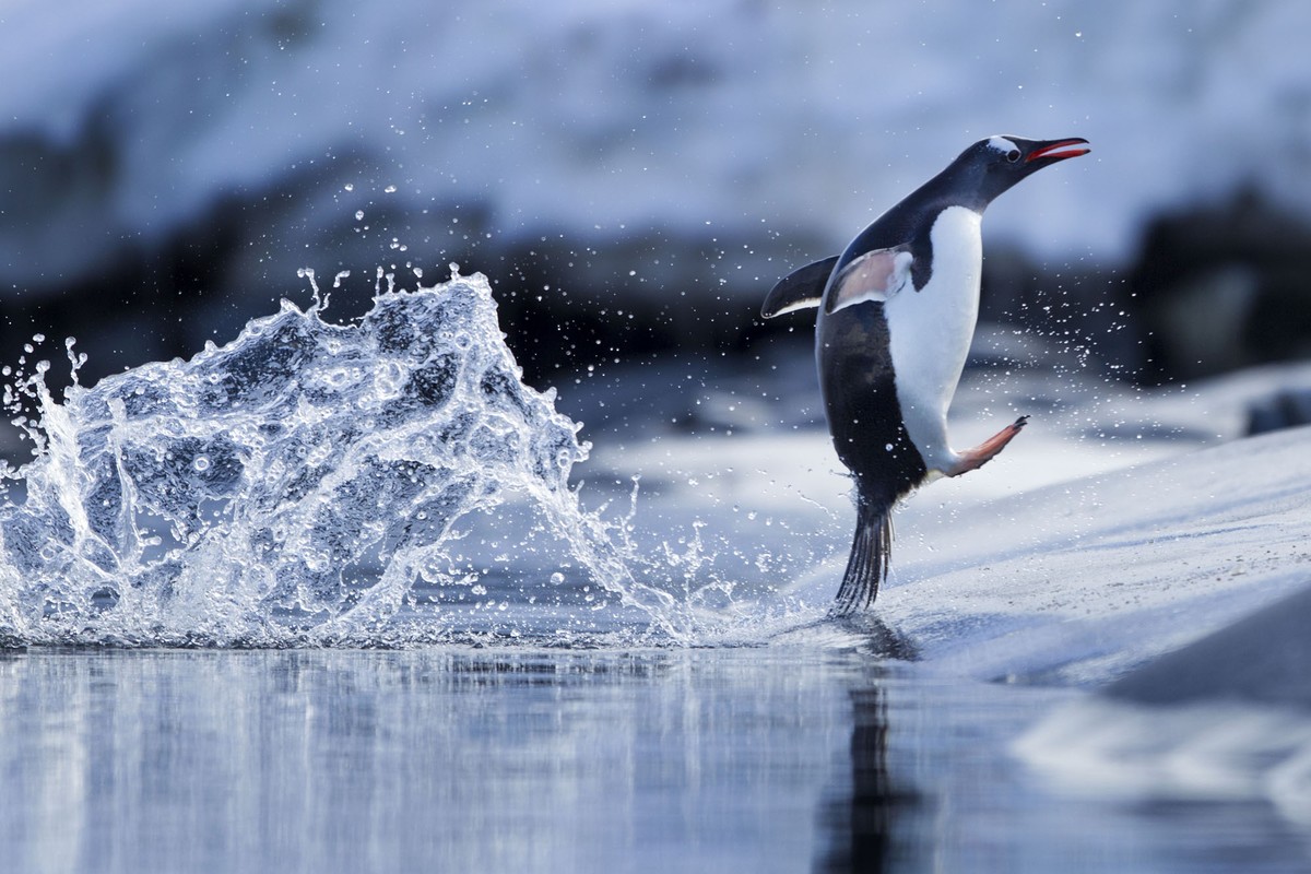 World Penguin Day 2023 (21 photos) – SySyPhoTo