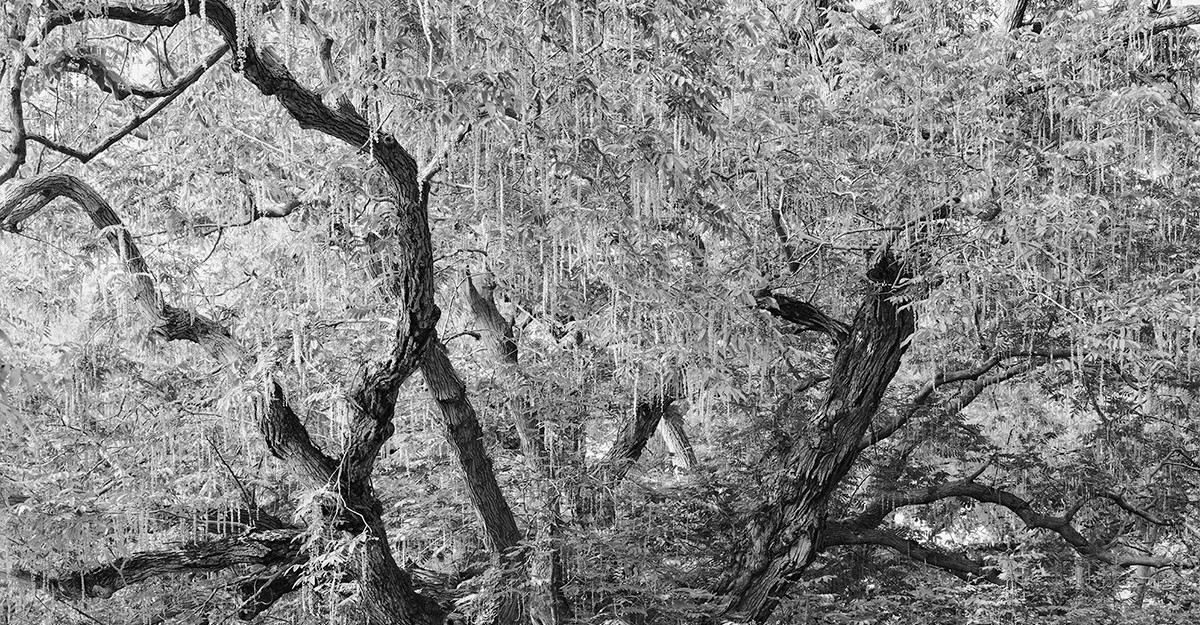 The Trees Don’t Care About Us - The Atlantic