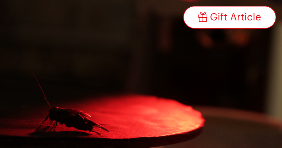 does crickets mean silence