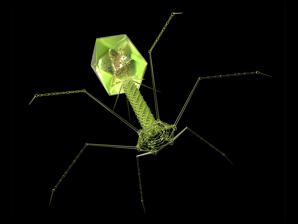 Microscopic Spider Virus