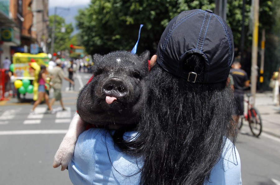 Photos of the Week: Smoky Skies, Lazy Day, Mug Shot - The Atlantic