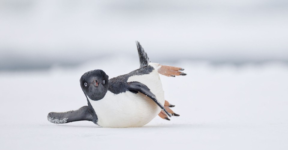 Winners of the Bird Photographer of the Year 2024 | annotated by howie ...