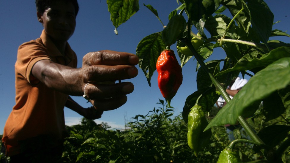Study: What Makes the Ghost Pepper So Spicy? - The Atlantic